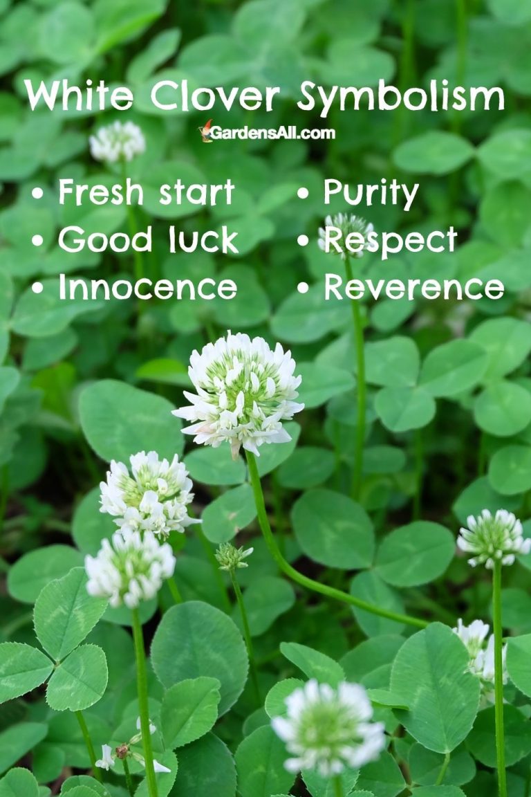 White Flower Meanings and Symbolism - GardensAll