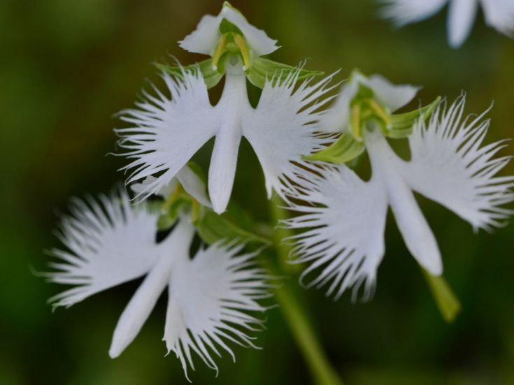White Flower Meanings and Symbolism - GardensAll