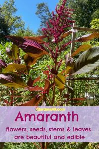 Growing Amaranth and Why You'll Want to - GardensAll