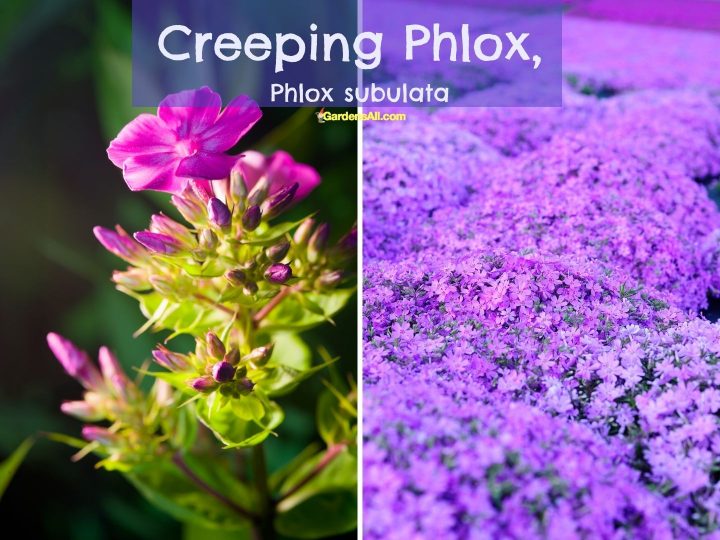 10 Small Perennial Purple Flowers Good for Flower Beds - GardensAll