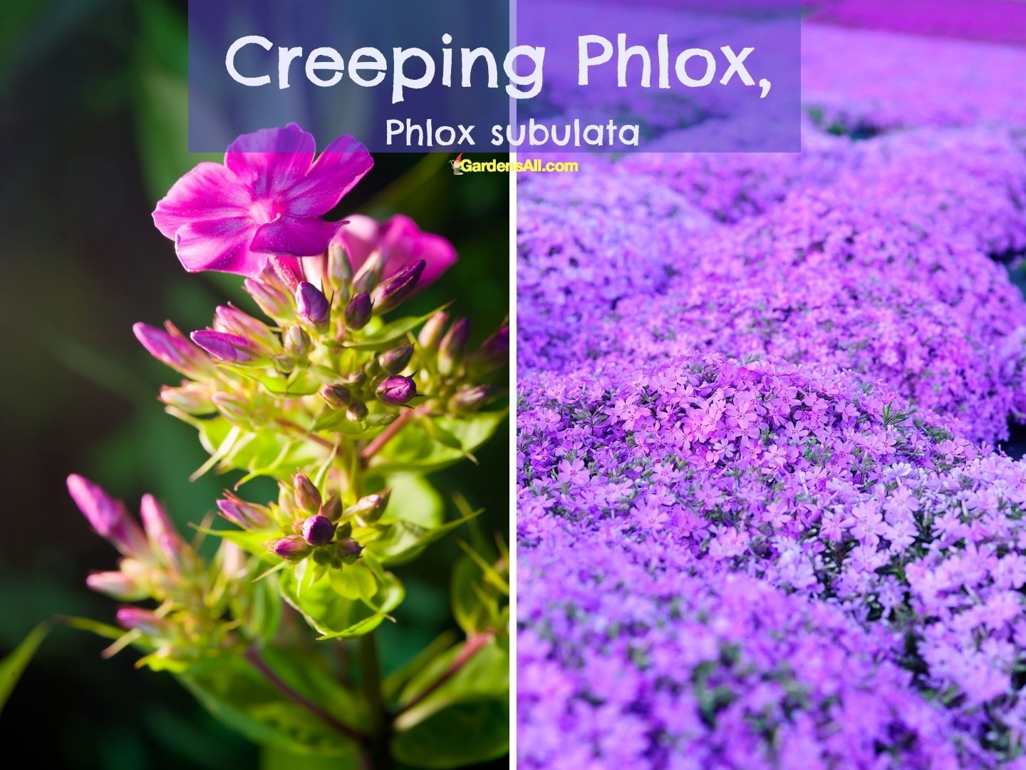 10 Small Perennial Purple Flowers Good for Flower Beds - GardensAll