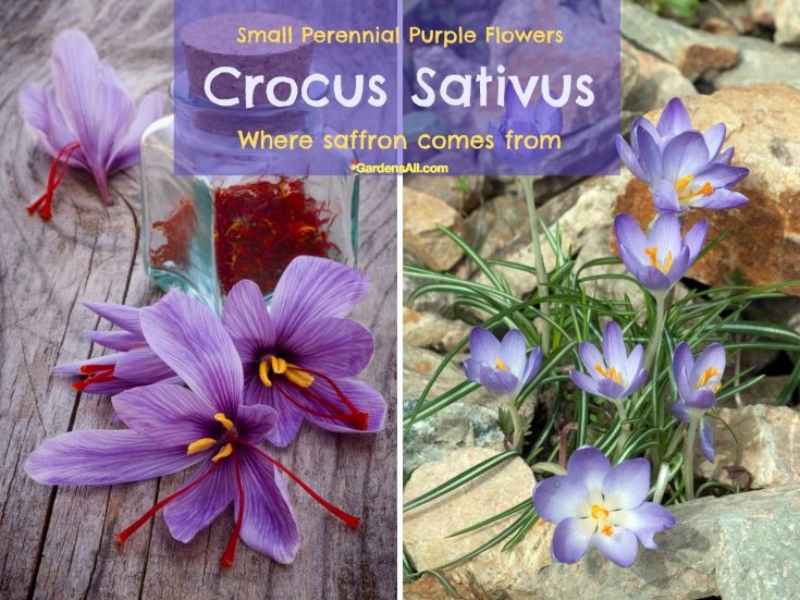 10 Small Perennial Purple Flowers Good for Flower Beds - GardensAll