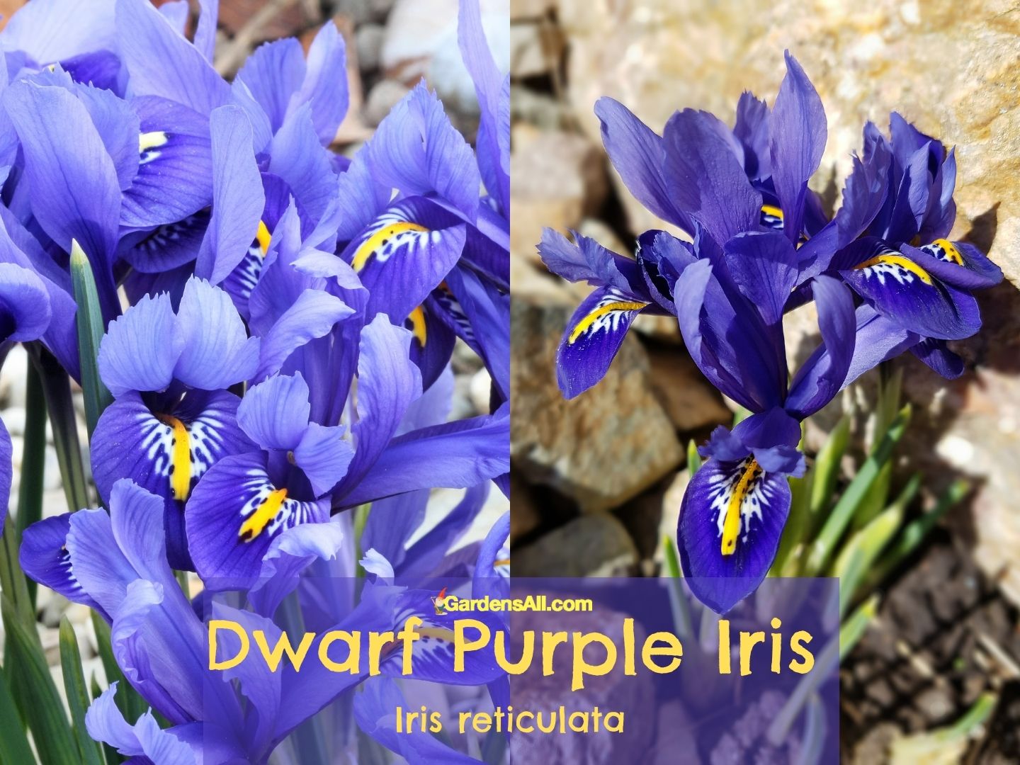 10 Small Perennial Purple Flowers Good for Flower Beds - GardensAll
