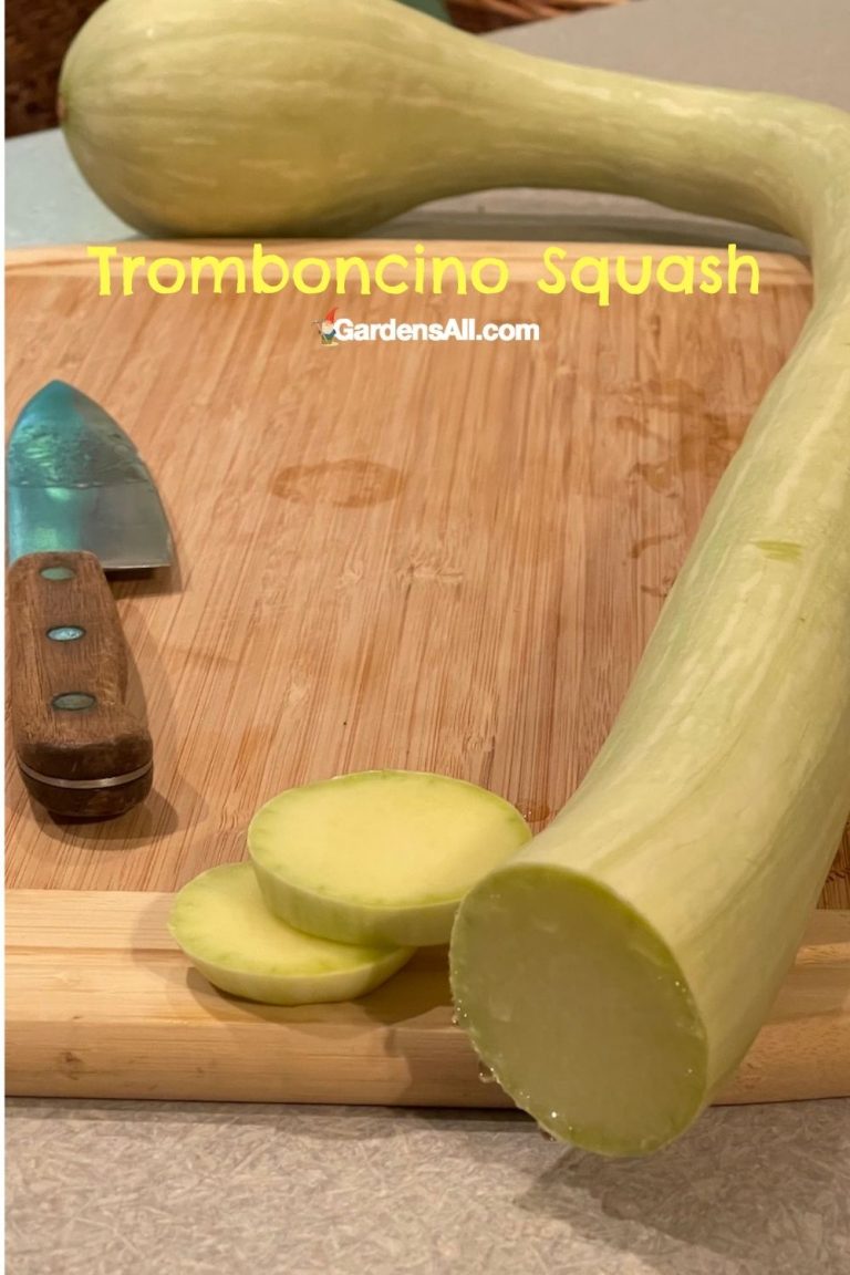 The Tromboncino "Trombone Squash" - Many Reasons to Grow it! - GardensAll