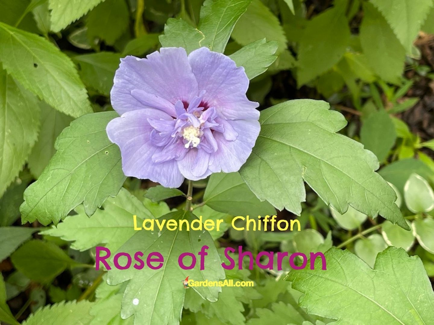 Rose of Sharon Names and More - GardensAll