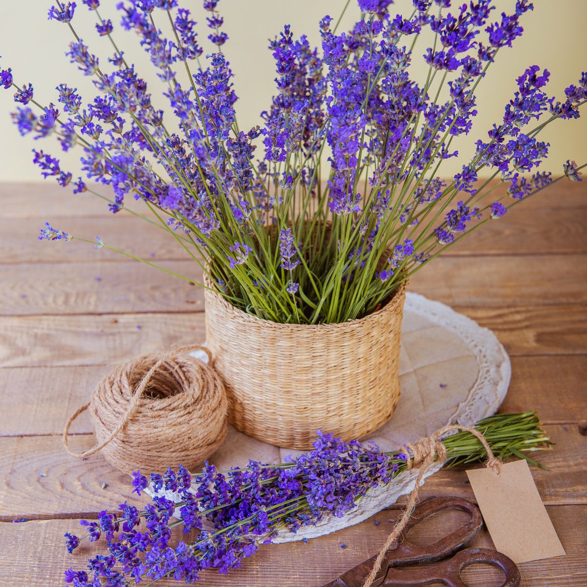 Is Lavender a Perennial or Annual Plant... - GardensAll