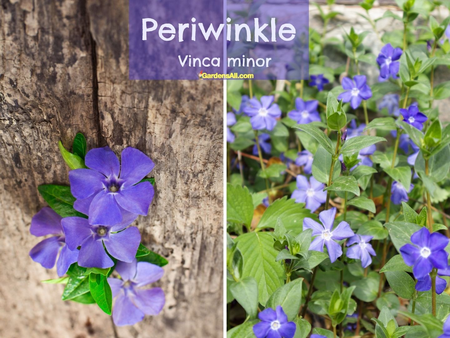 10 Small Perennial Purple Flowers Good for Flower Beds - GardensAll