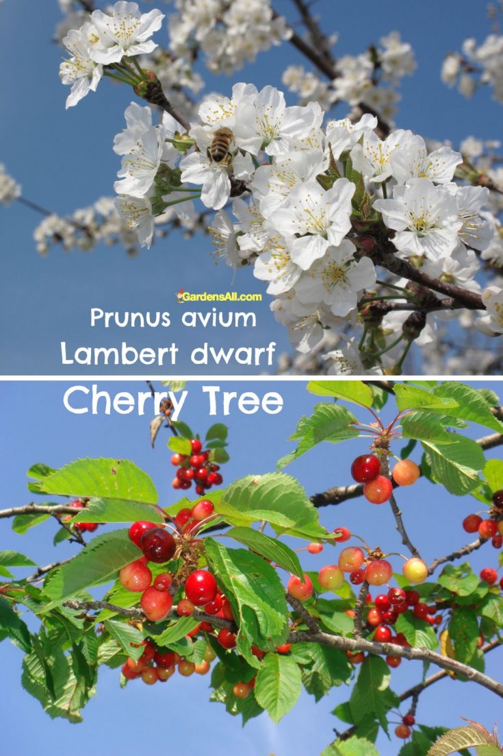 The Easiest Fruit Trees to Grow (Indoors and Outdoors) - GardensAll