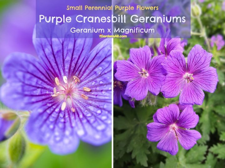 10 Small Perennial Purple Flowers Good for Flower Beds - GardensAll