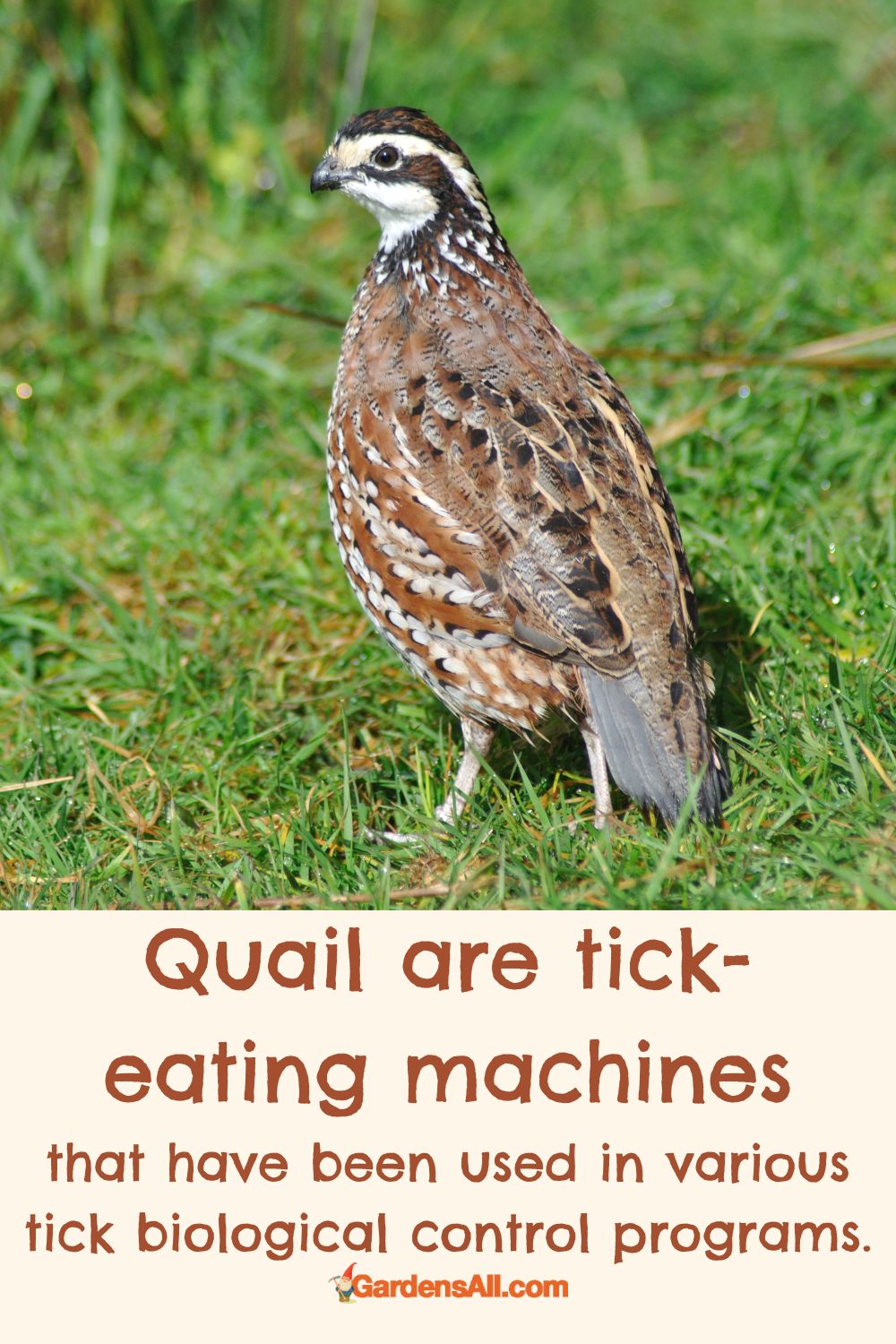 Animals and Birds That Eat Ticks and Fleas - GardensAll