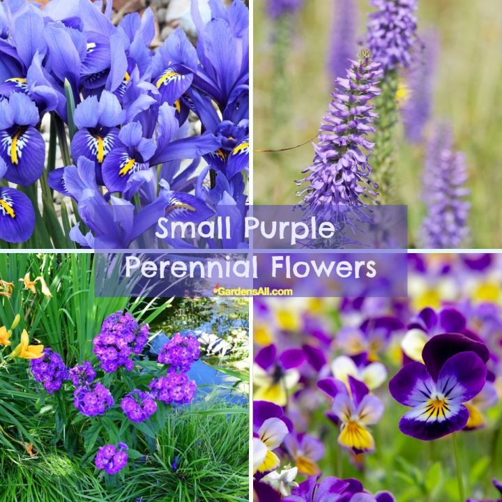Purple Perennial Flowers