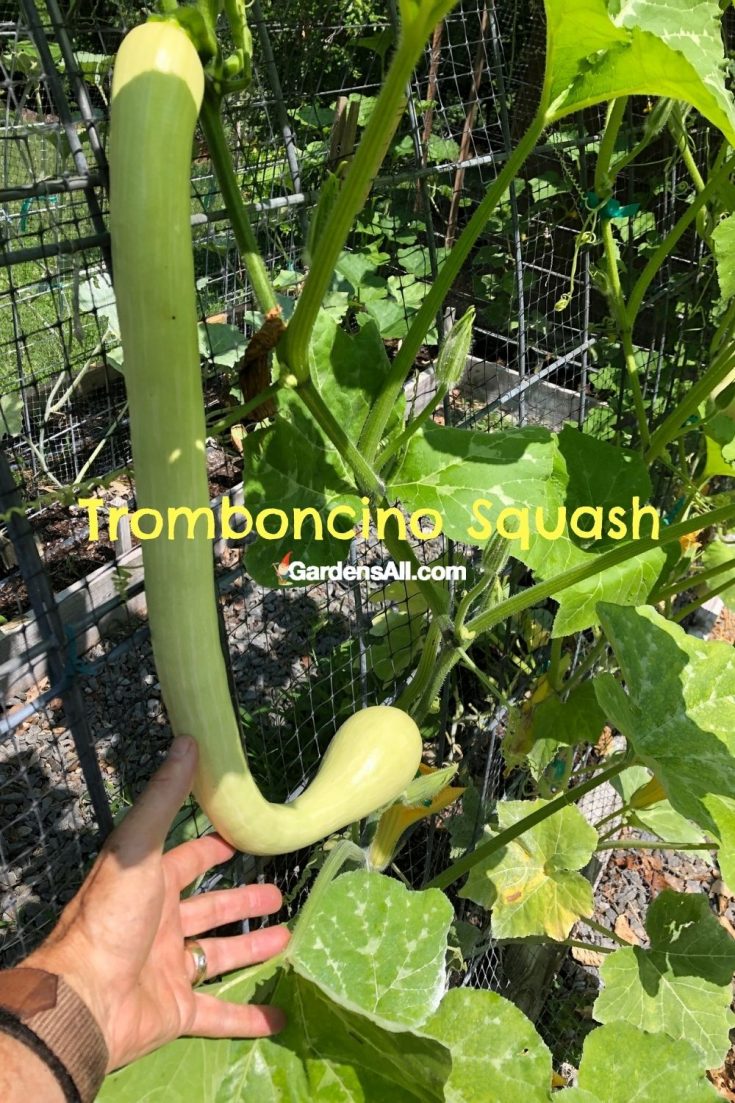 The Tromboncino "Trombone Squash" - Many Reasons to Grow it! - GardensAll