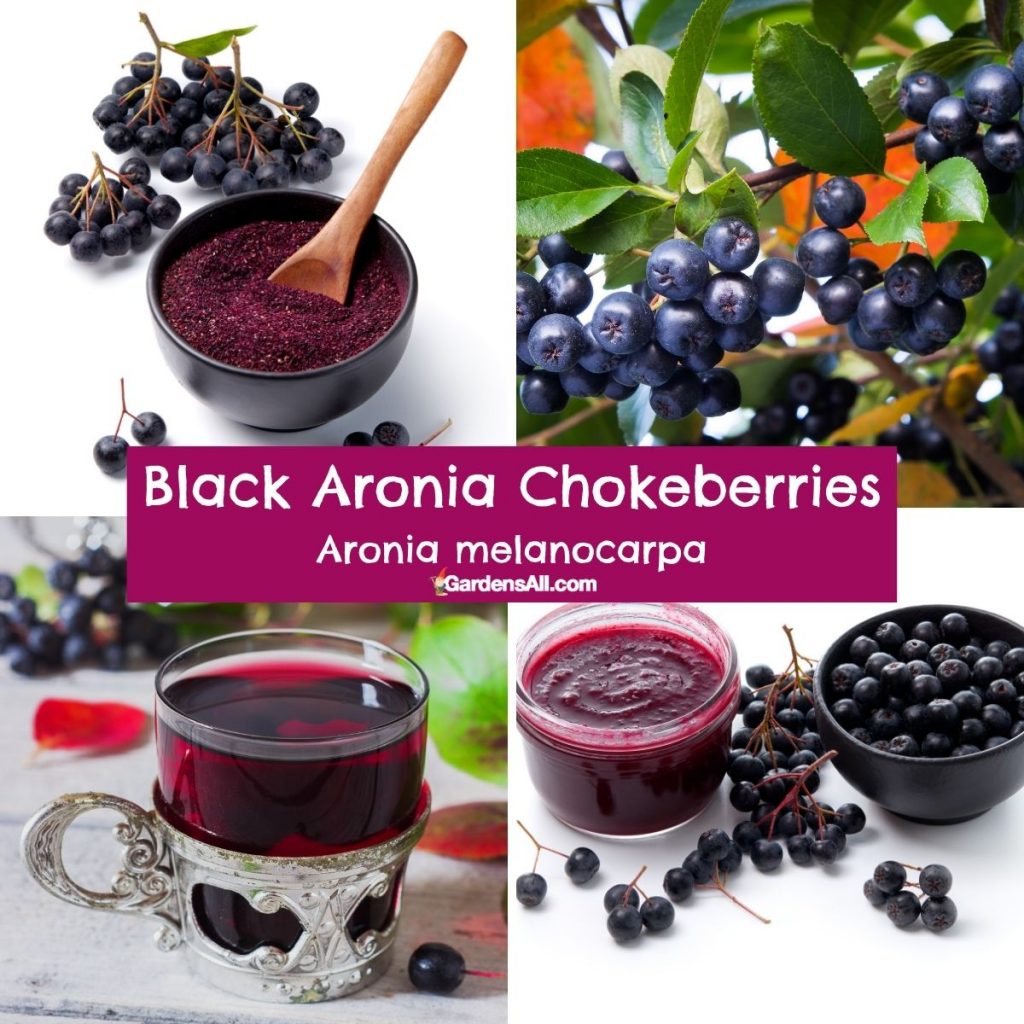 Aronia Berries, AKA Chokeberries, Are Becoming Popular To Grow - GardensAll