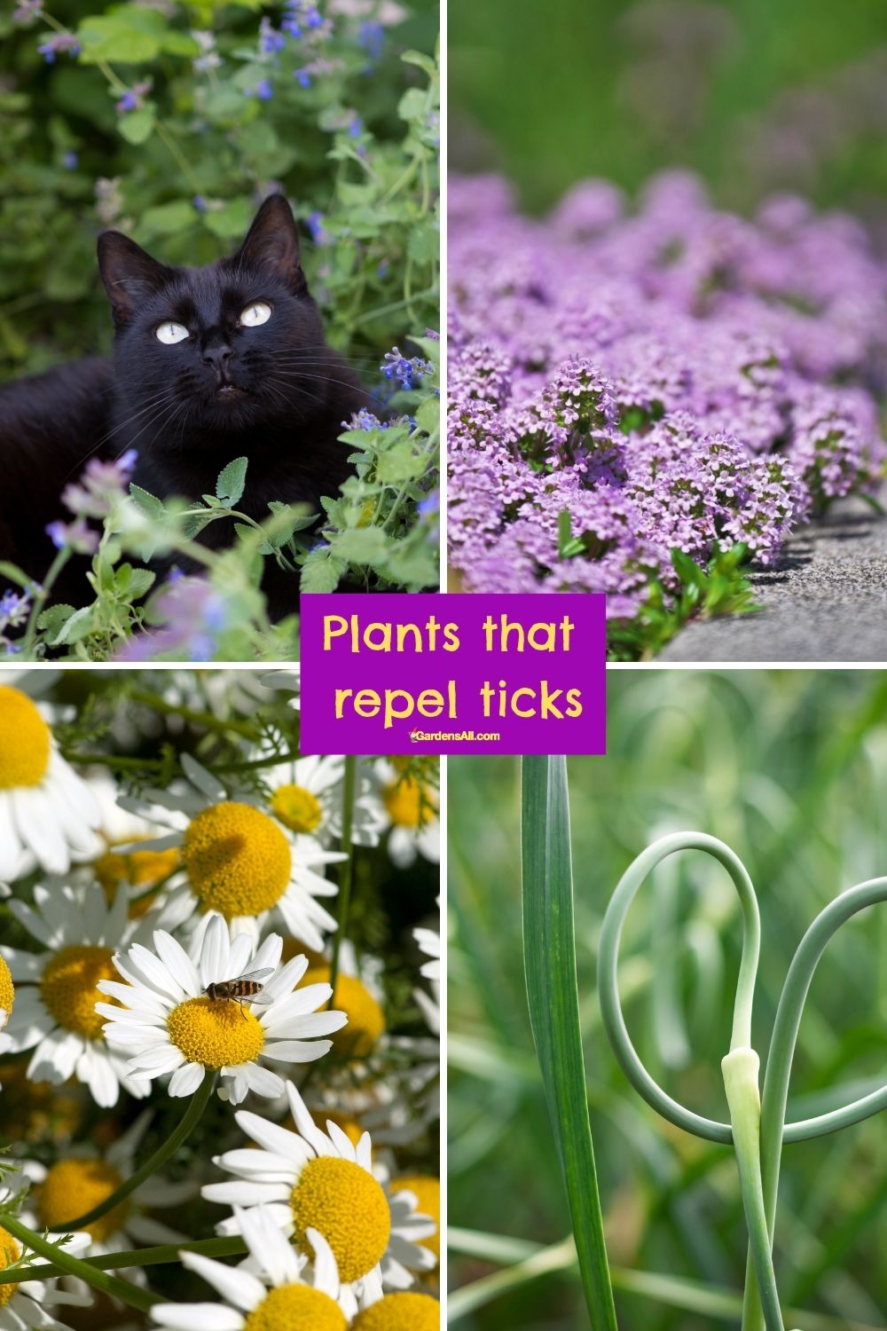 Scientifically Proven Plants That Repel Ticks and Fleas - GardensAll