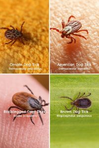 Scientifically Proven Plants That Repel Ticks and Fleas - GardensAll