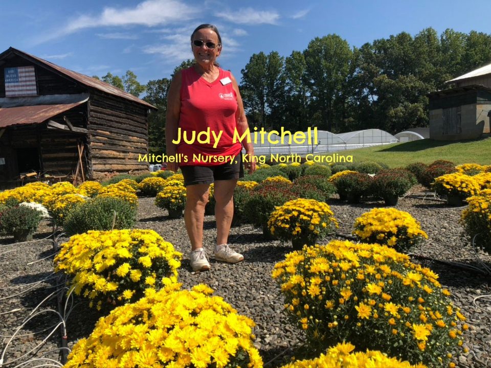 How to Care for Hardy Mums - GardensAll