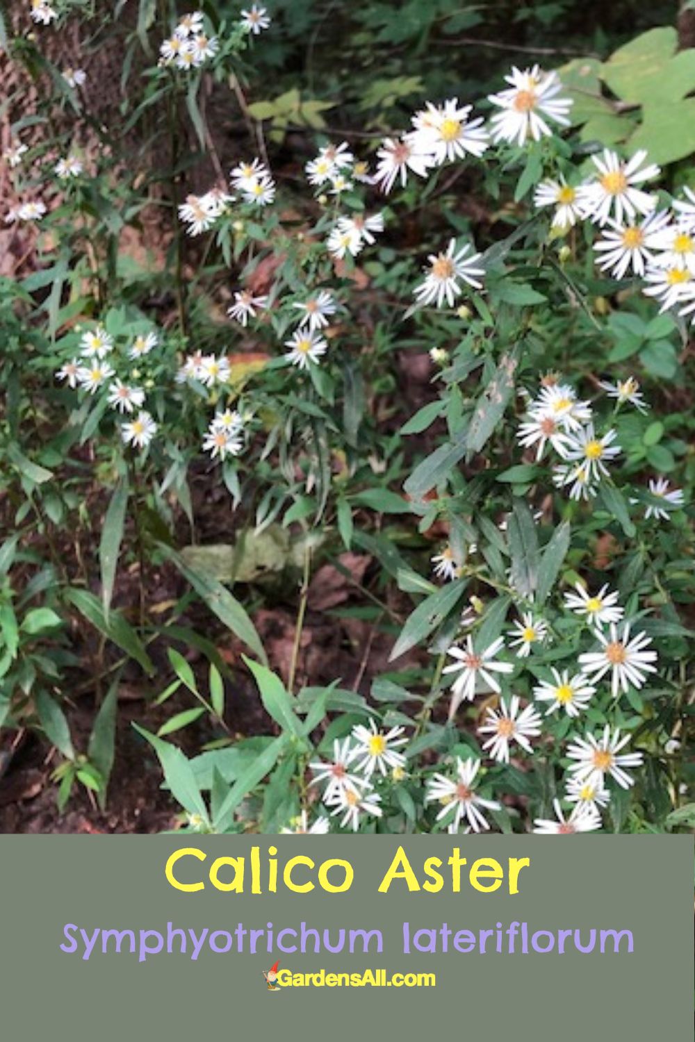 Calico Aster: a Lovely Fall-blooming Lavender or White Wildflower ...