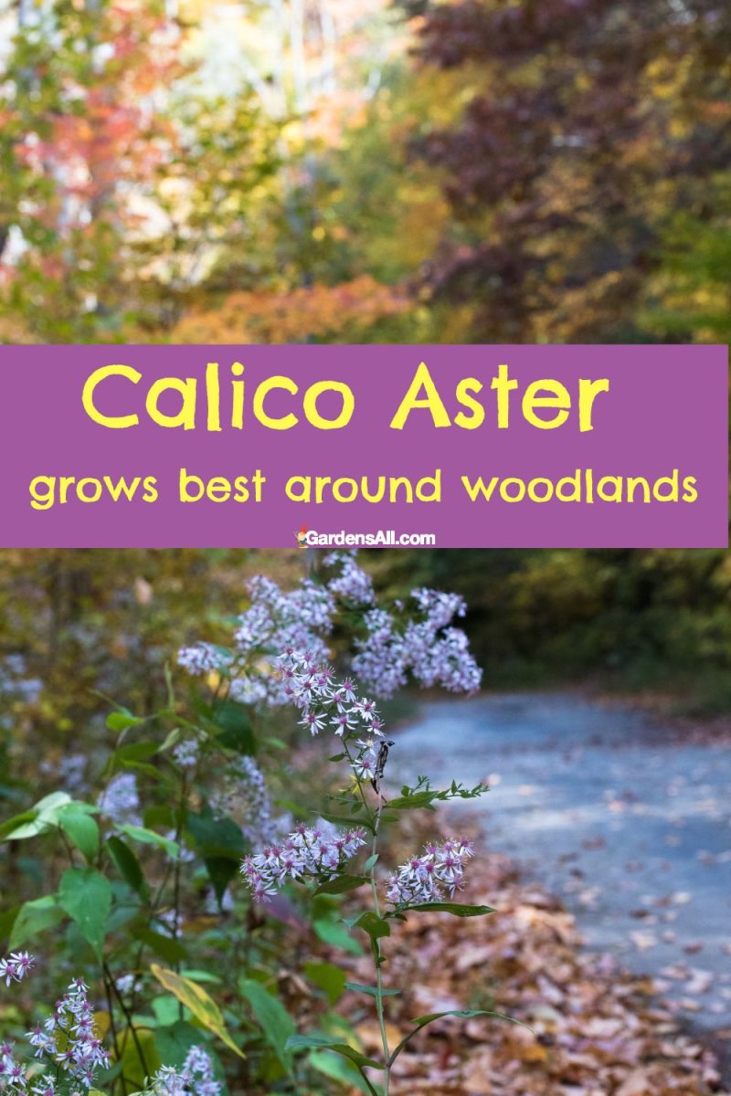 Calico Aster: a Lovely Fall-blooming Lavender or White Wildflower - GardensAll