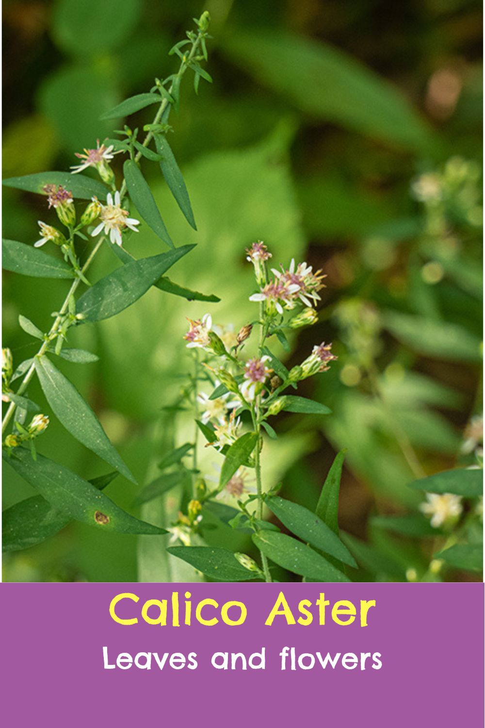 Calico Aster: a Lovely Fall-blooming Lavender or White Wildflower - GardensAll