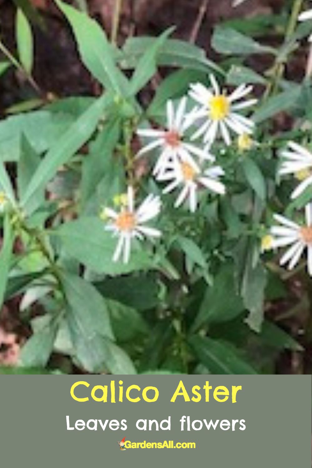 Calico Aster: a Lovely Fall-blooming Lavender or White Wildflower - GardensAll