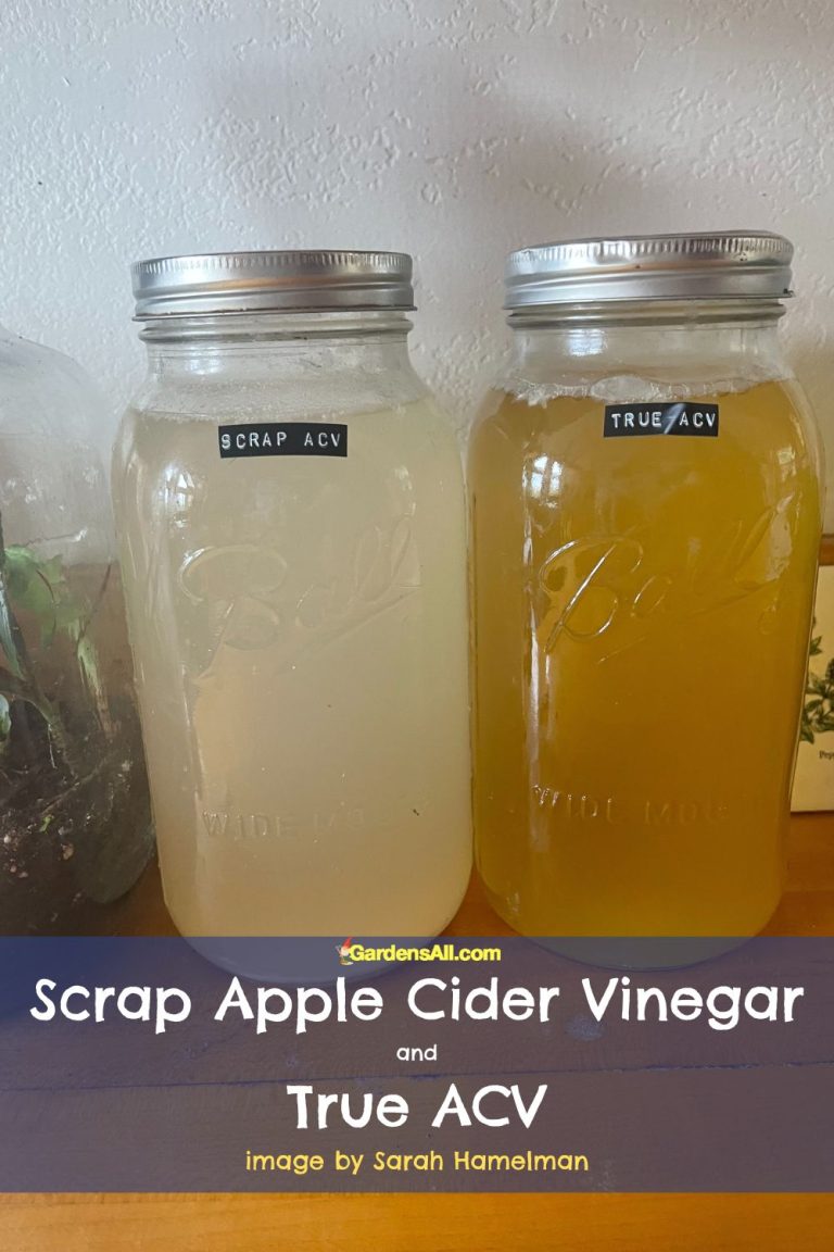 How to Make Homemade Apple Cider Vinegar - GardensAll
