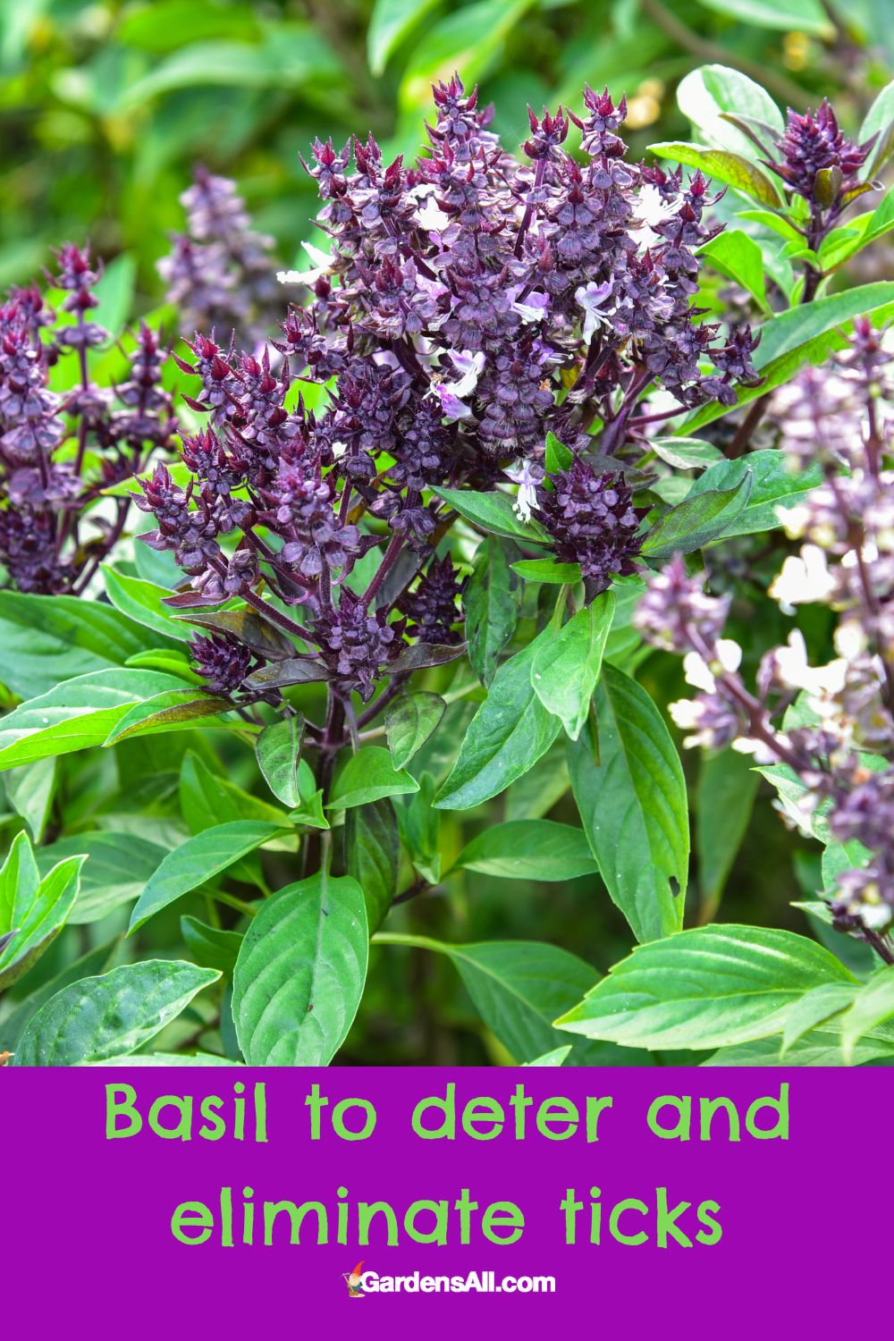 Scientifically Proven Plants That Repel Ticks and Fleas - GardensAll