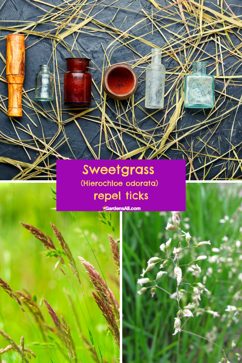 Scientifically Proven Plants That Repel Ticks and Fleas - GardensAll