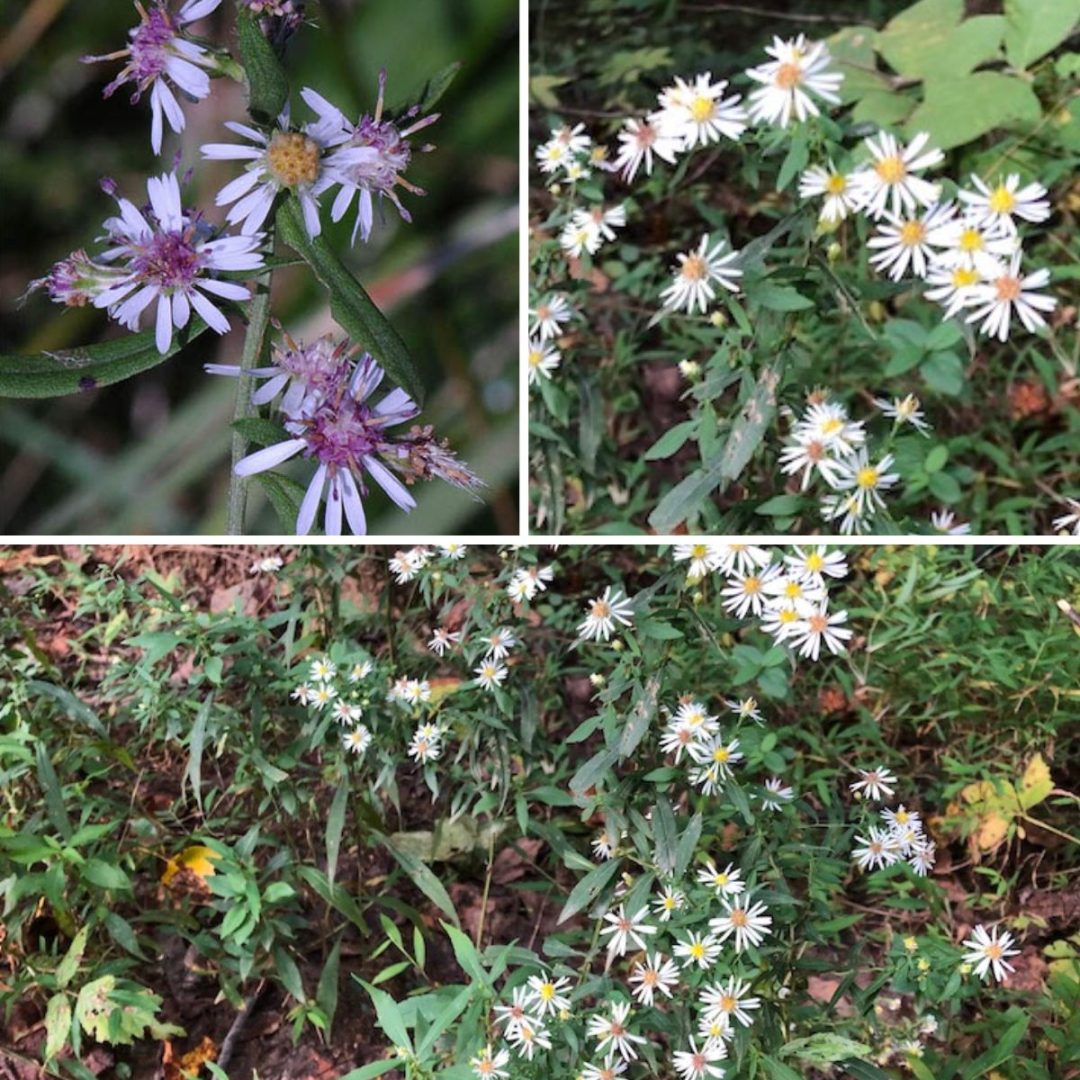 Calico Aster: a Lovely Fall-blooming Lavender or White Wildflower ...