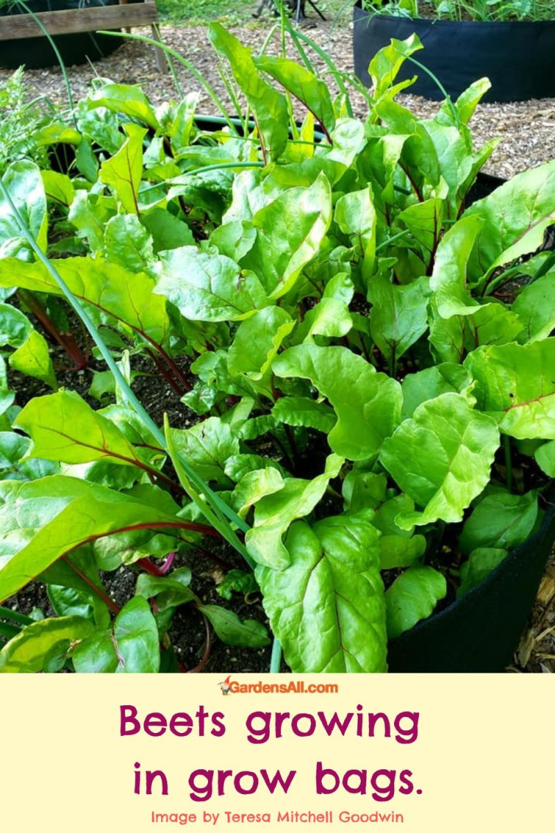 Grow Bag Gardening - a Simple Way to Grow Your Own Food - GardensAll