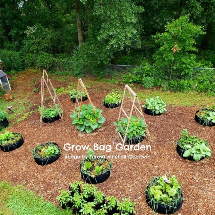 Soil Bag Garden - a Great Way to Get Started Gardening - GardensAll
