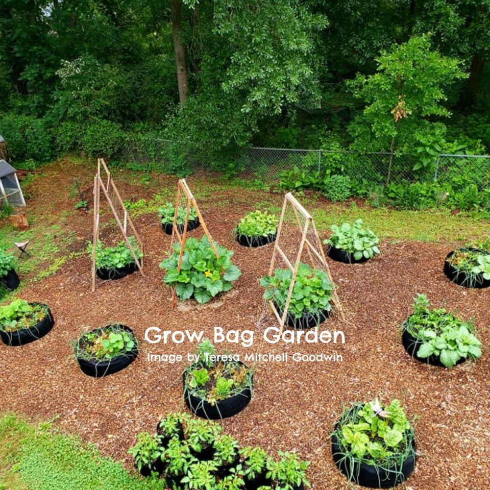 Grow Bag Gardening - a Simple Way to Grow Your Own Food - GardensAll