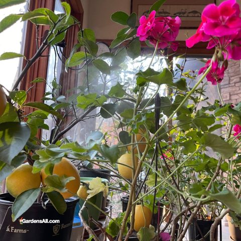Growing Dwarf Meyer Lemon Trees for Delicious Fruit and More!
