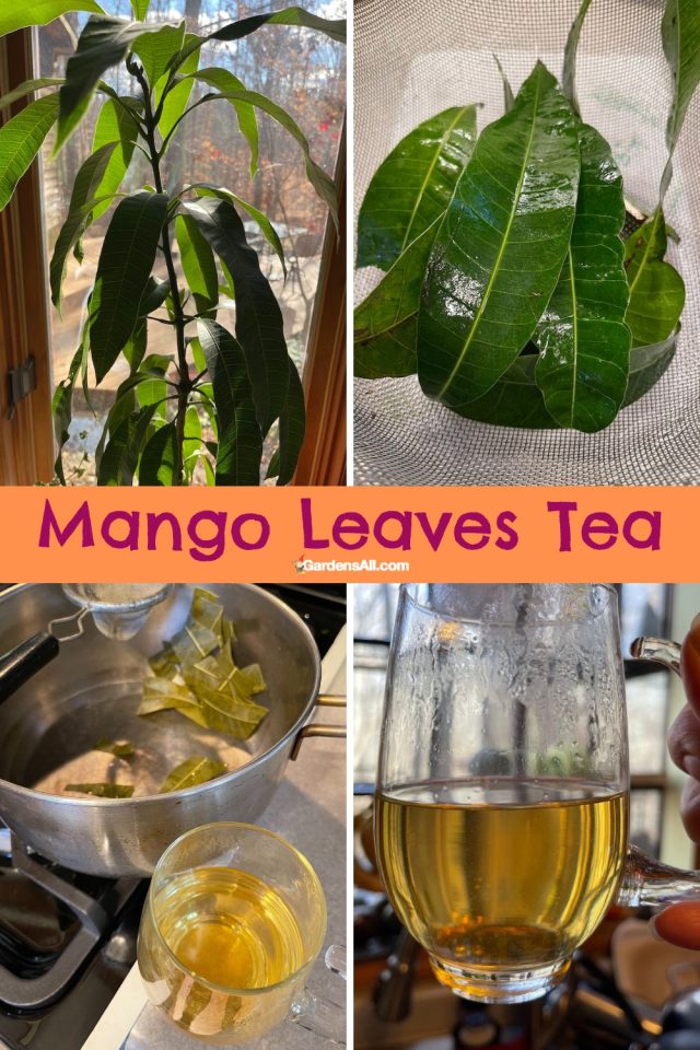 Mango Leaves Benefits That May Surprise You - GardensAll