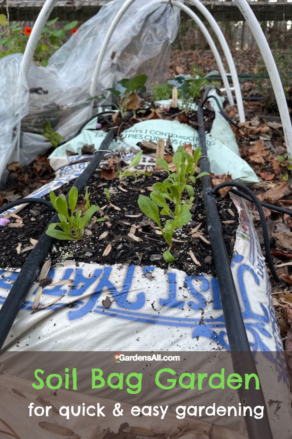 Soil Bag Garden - a Great Way to Get Started Gardening - GardensAll