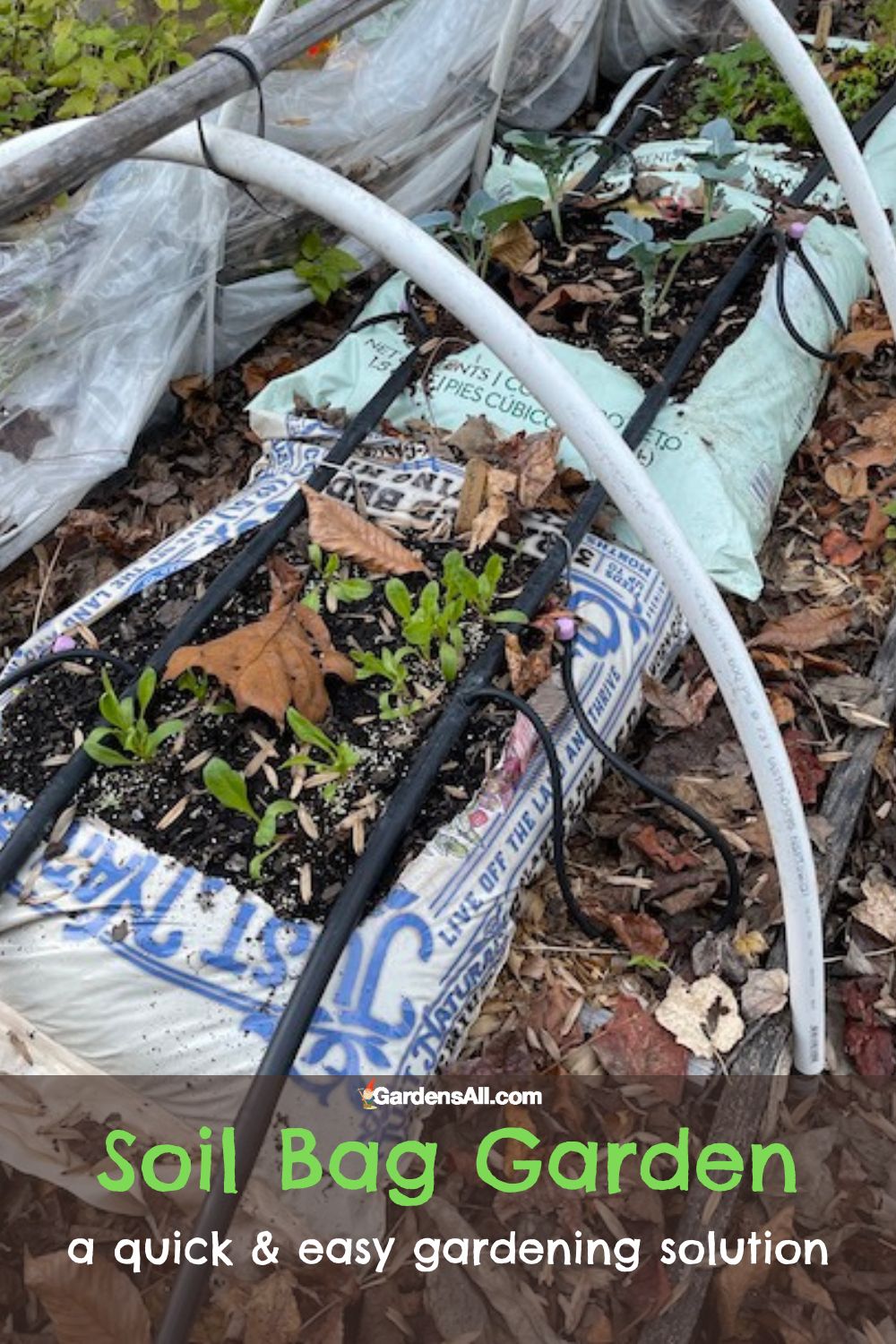 Soil Bag Garden - a Great Way to Get Started Gardening - GardensAll