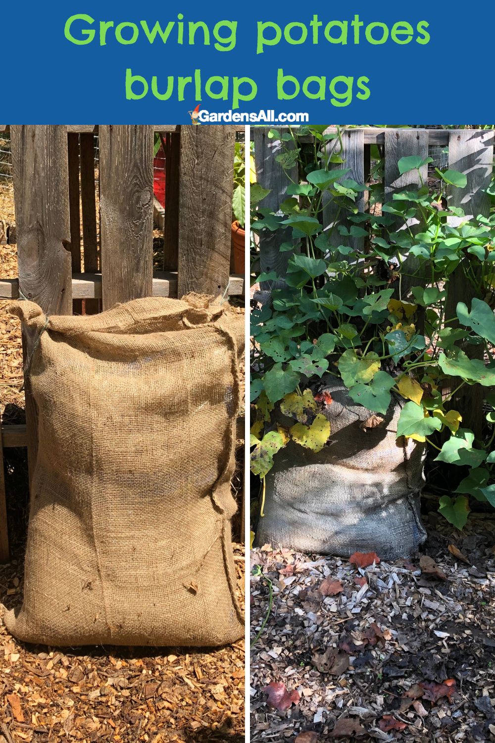 Soil Bag Garden - a Great Way to Get Started Gardening - GardensAll