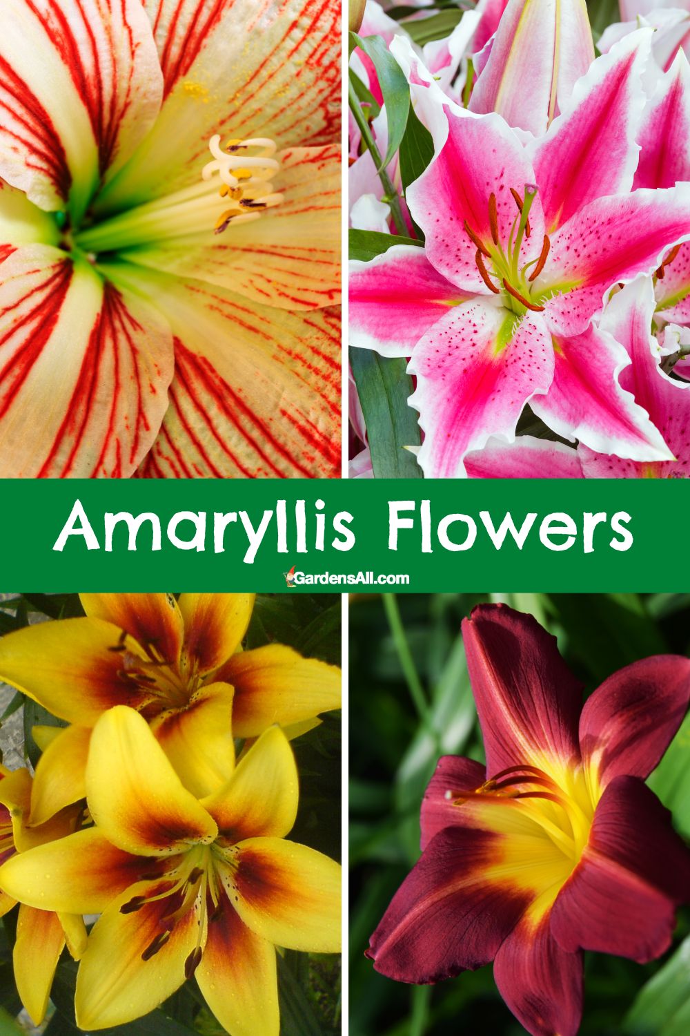 How to Care For Amaryllis Plants - GardensAll
