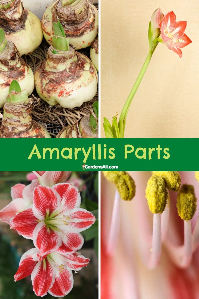 How to Care For Amaryllis Plants - GardensAll
