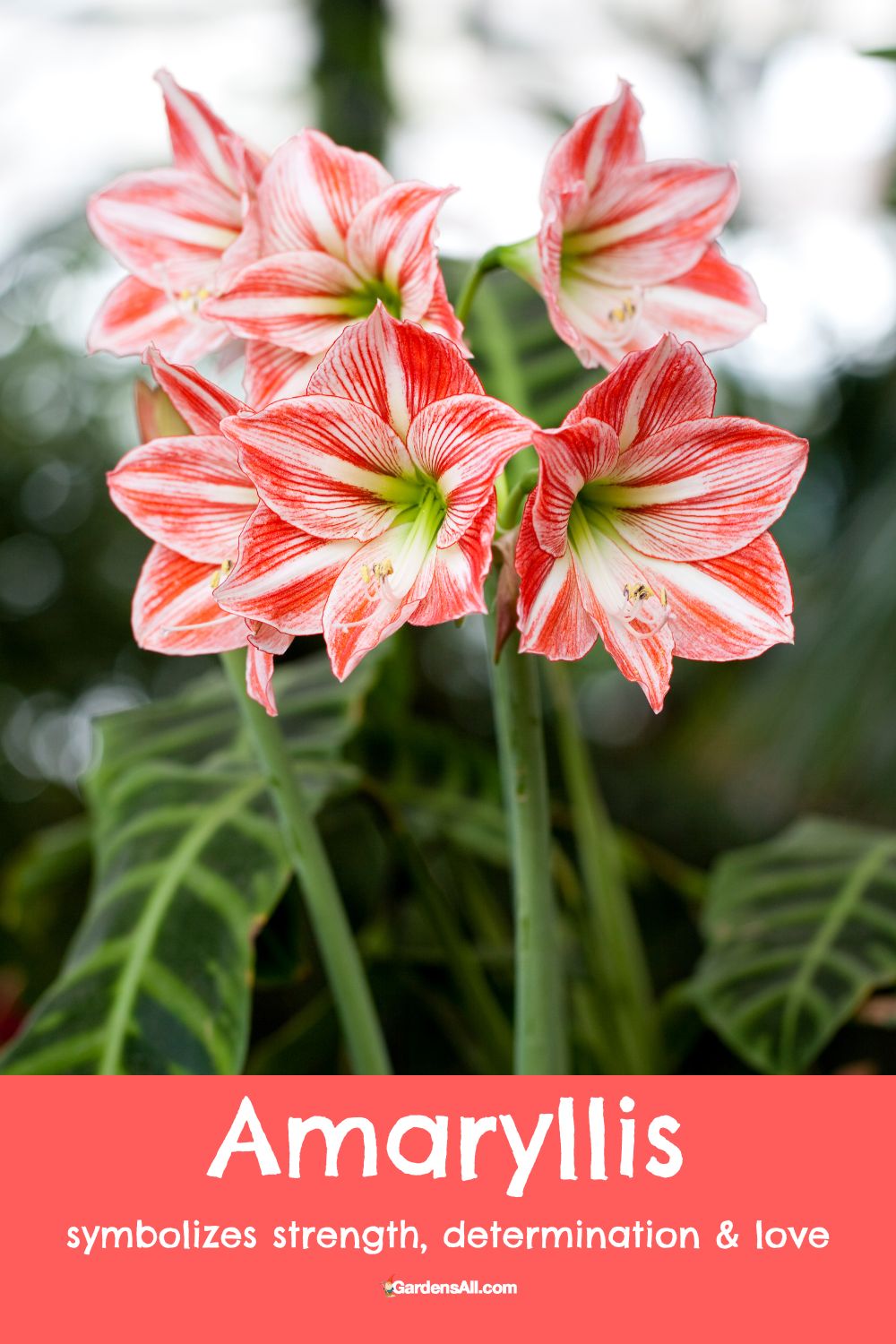 How to Care For Amaryllis Plants - GardensAll