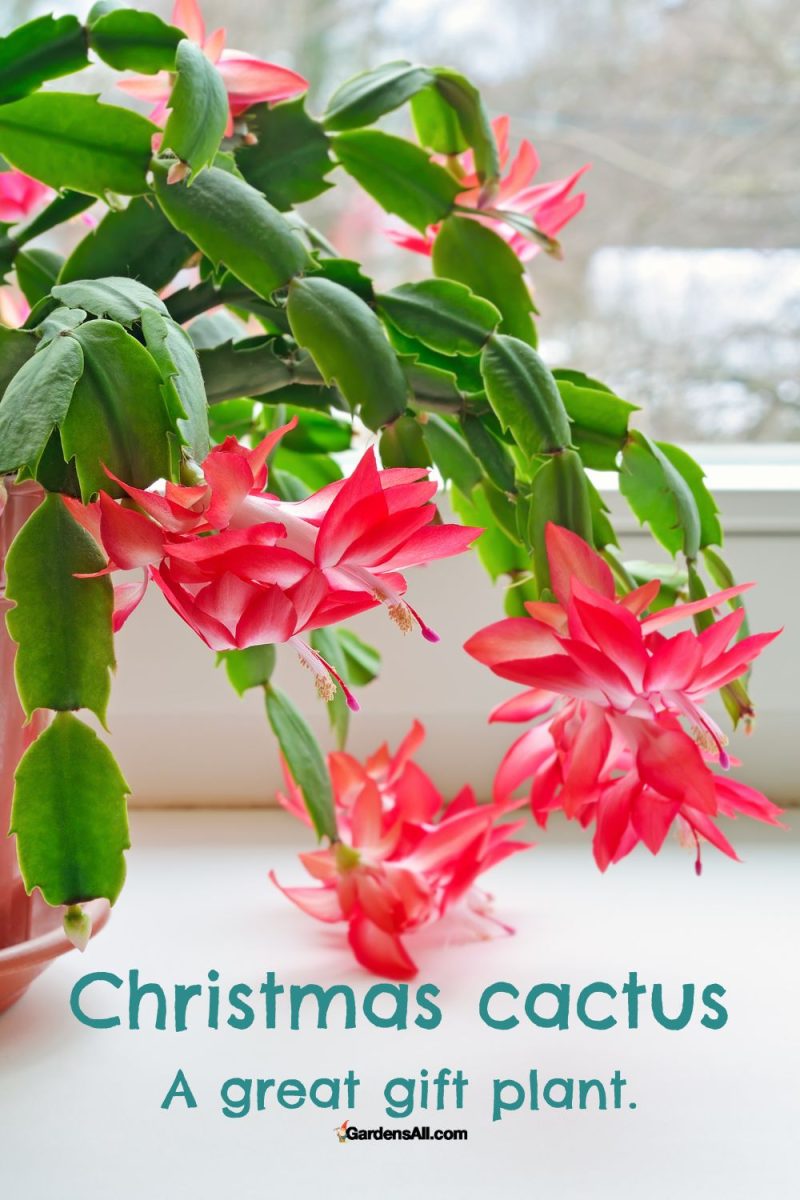 10 Holiday & Christmas Plants for Gifts and Decorations - GardensAll