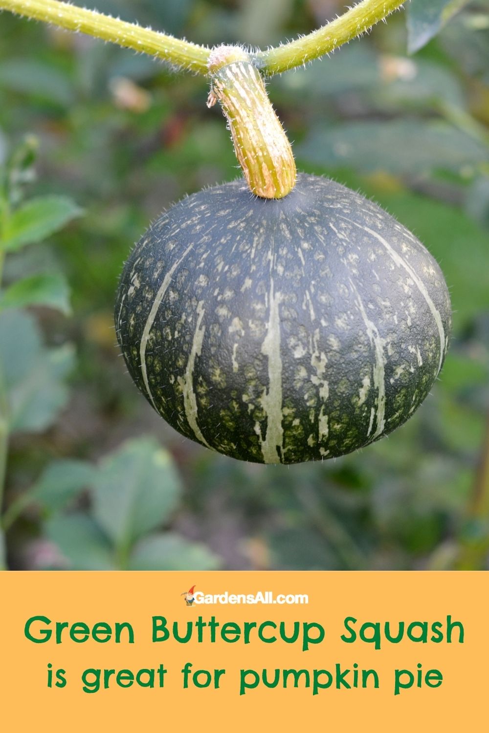 What Are the Best Pumpkins for Pumpkin Pie? - GardensAll