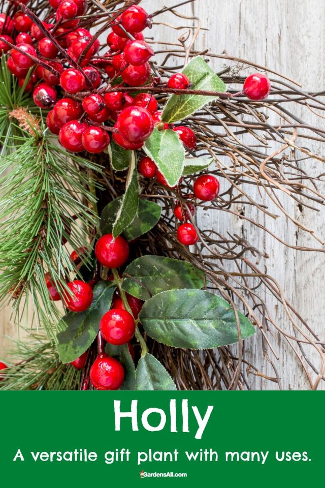 10 Holiday & Christmas Plants for Gifts and Decorations - GardensAll