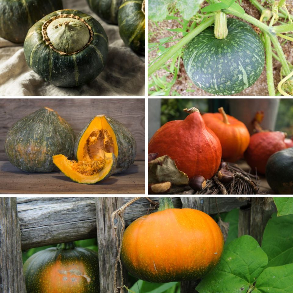 What Are the Best Pumpkins for Pumpkin Pie? - GardensAll