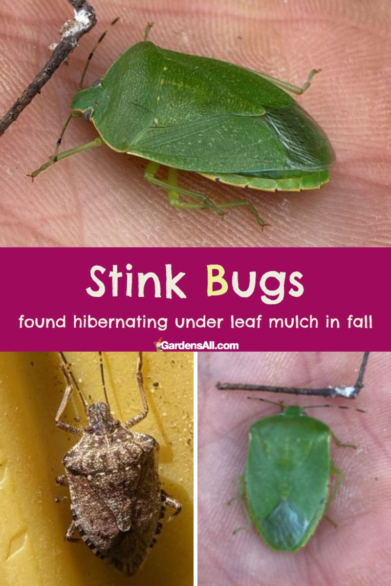 How To Prevent and Get Rid of Stink Bugs - GardensAll