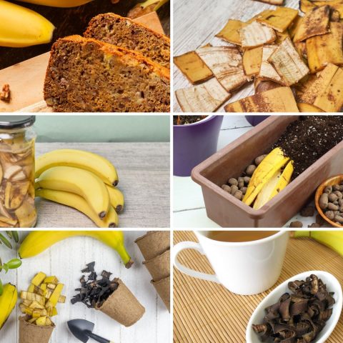 Banana Peels Benefits and Uses for Plants, Animals, & People
