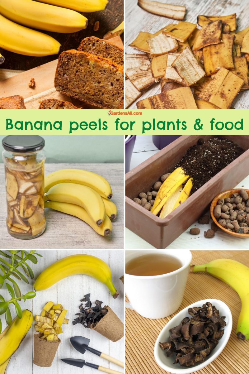 Banana Peels Benefits and Uses for Plants, Animals, & People