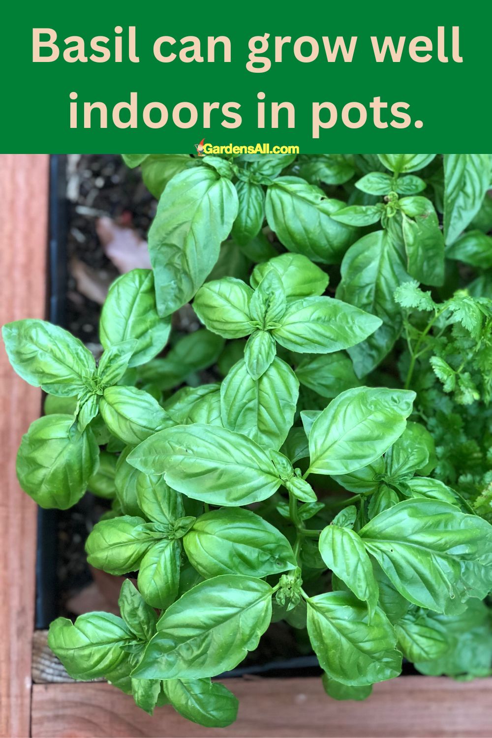 The Best Herbs to Grow Indoors in Pots Year Round - GardensAll