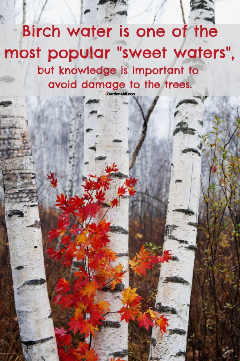 Tapping Trees for Syrup and Water - GardensAll