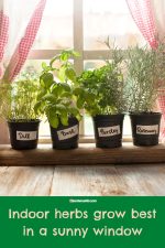 The Best Herbs to Grow Indoors in Pots Year Round - GardensAll