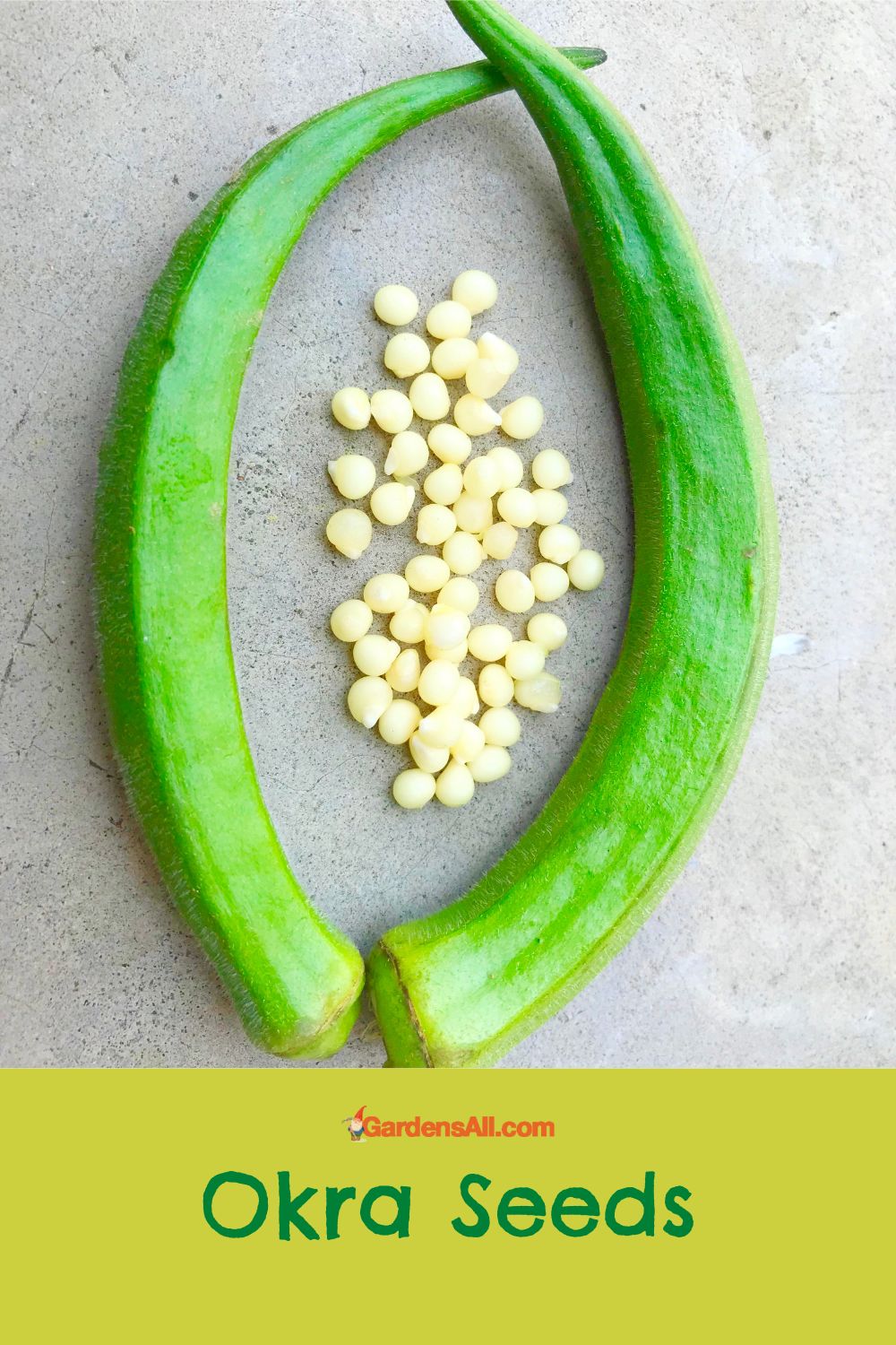 Do You Know When to Plant Okra Seed? - GardensAll